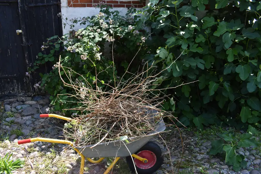 The Importance of Professional Bush Removal for Property Safety - R&M ...